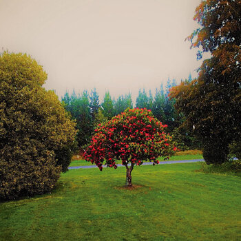 The Bats - Foothills (LP) - Muziker